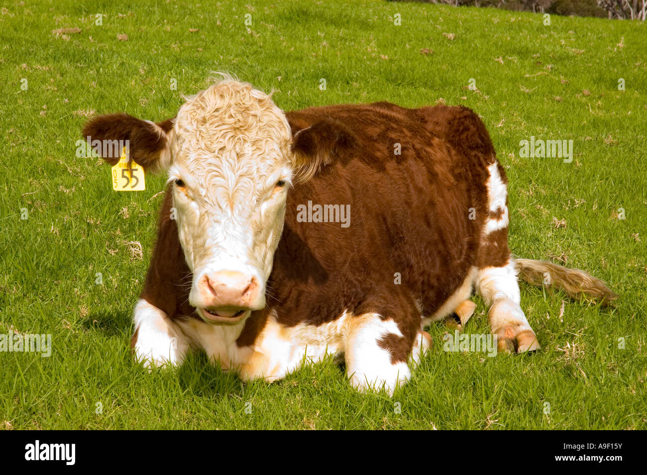 just a number bull cow face Stock Photo - Alamy