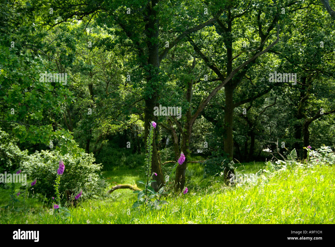 Summer woodland in Scotland Stock Photo - Alamy