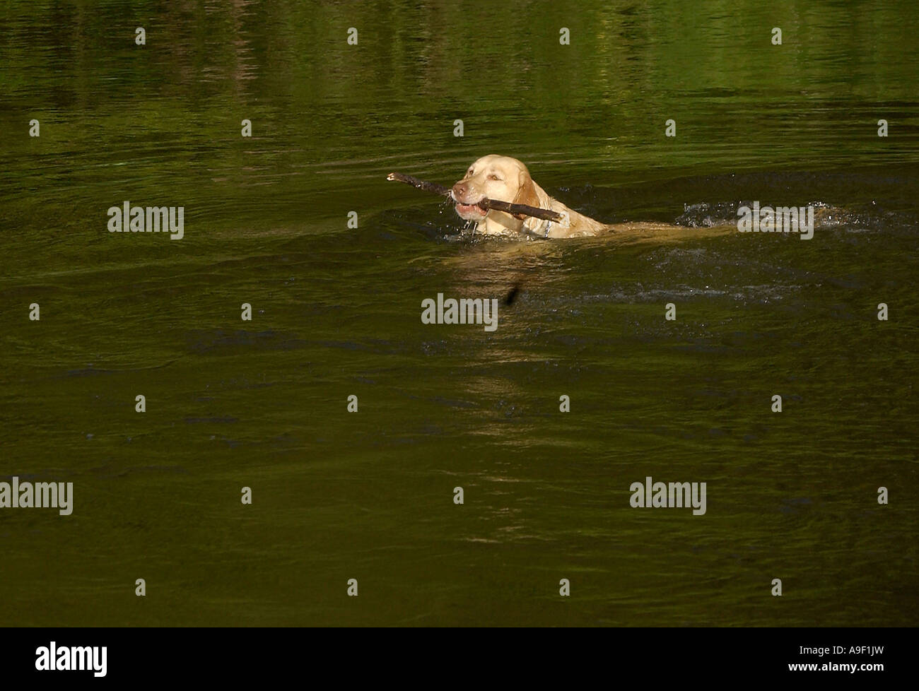yellow lab retrieving a stick Stock Photo - Alamy