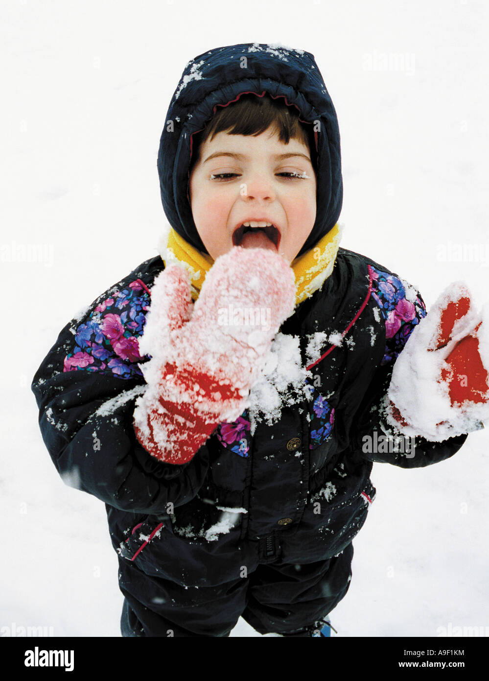 young girl eating snow off her mitton Stock Photo - Alamy