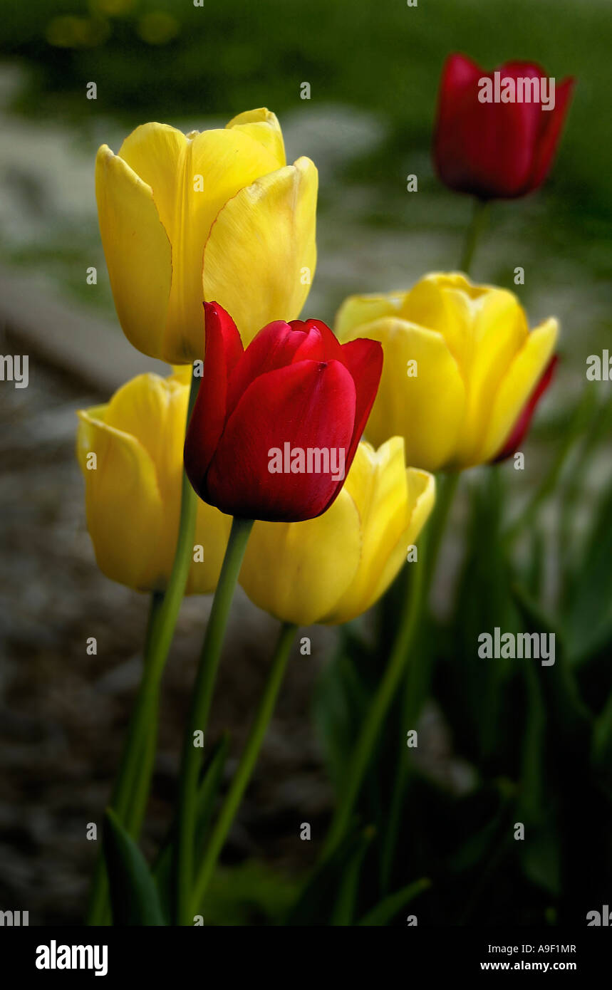 Subdue color hi-res stock photography and images - Alamy