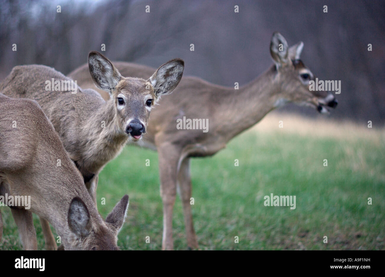 Pennsylvania doe hi-res stock photography and images - Alamy