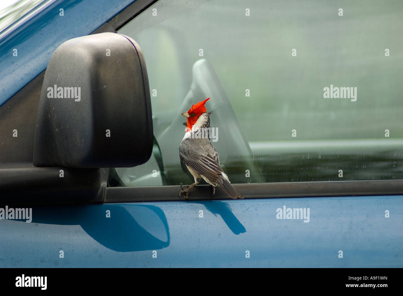 Reflection car mirror bird hi-res stock photography and images - Alamy
