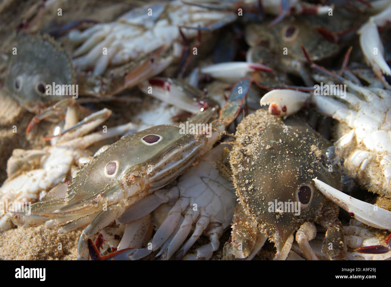 A collection of freshly caught crabs on Mahabalipuram (Mamallapuram ...