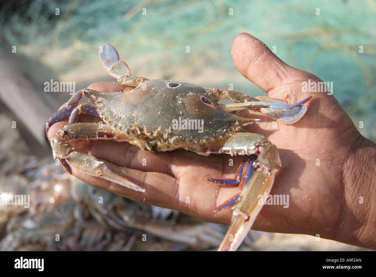 A fisherman holds a crab from his catch on Mahabalipuram (Mamallapuram ...