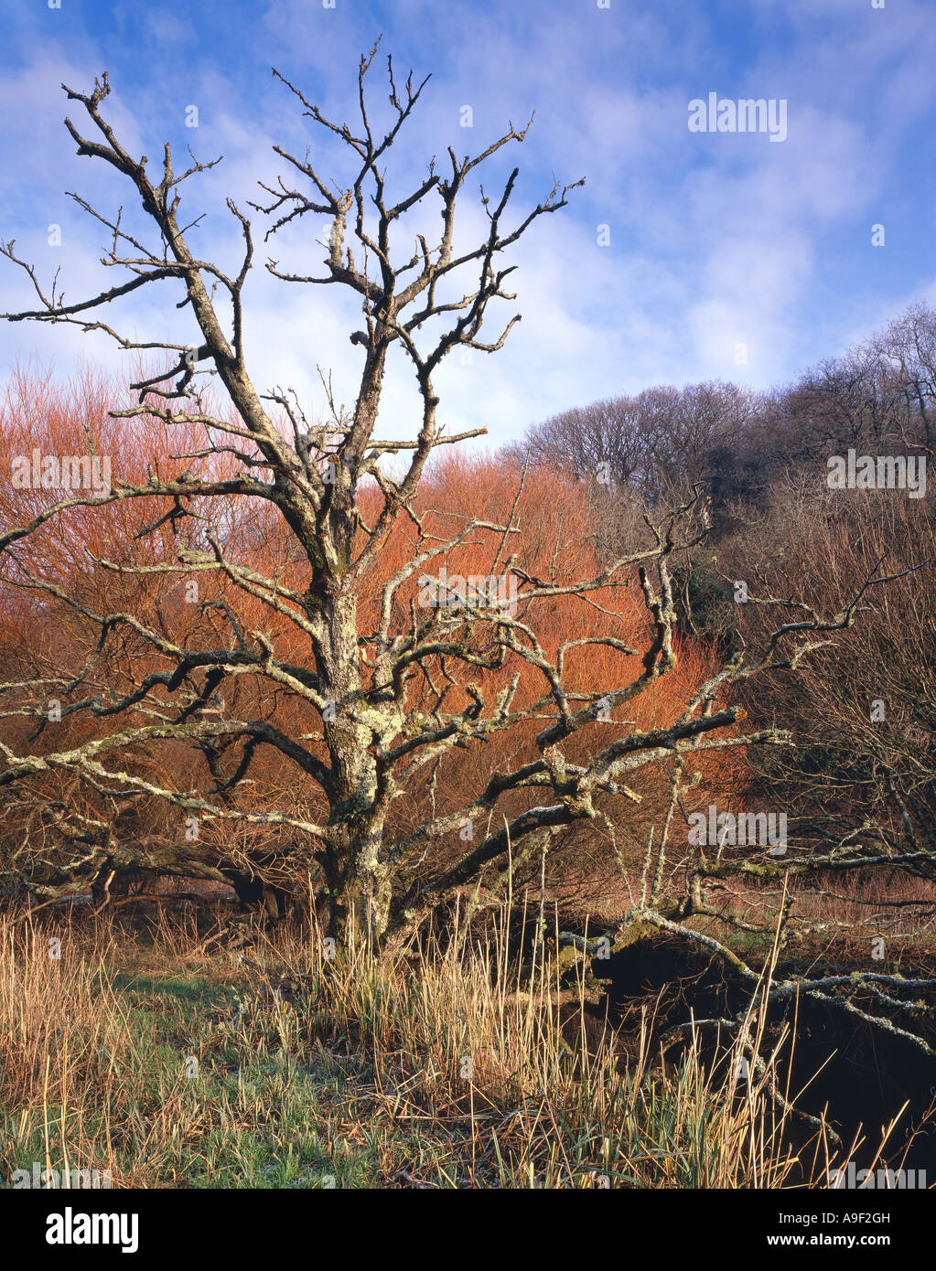 Wooded Area Bishopston Valley Stock Photo - Alamy