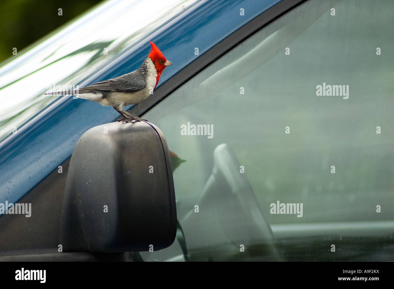 Cardinal bird mirror hi-res stock photography and images - Alamy