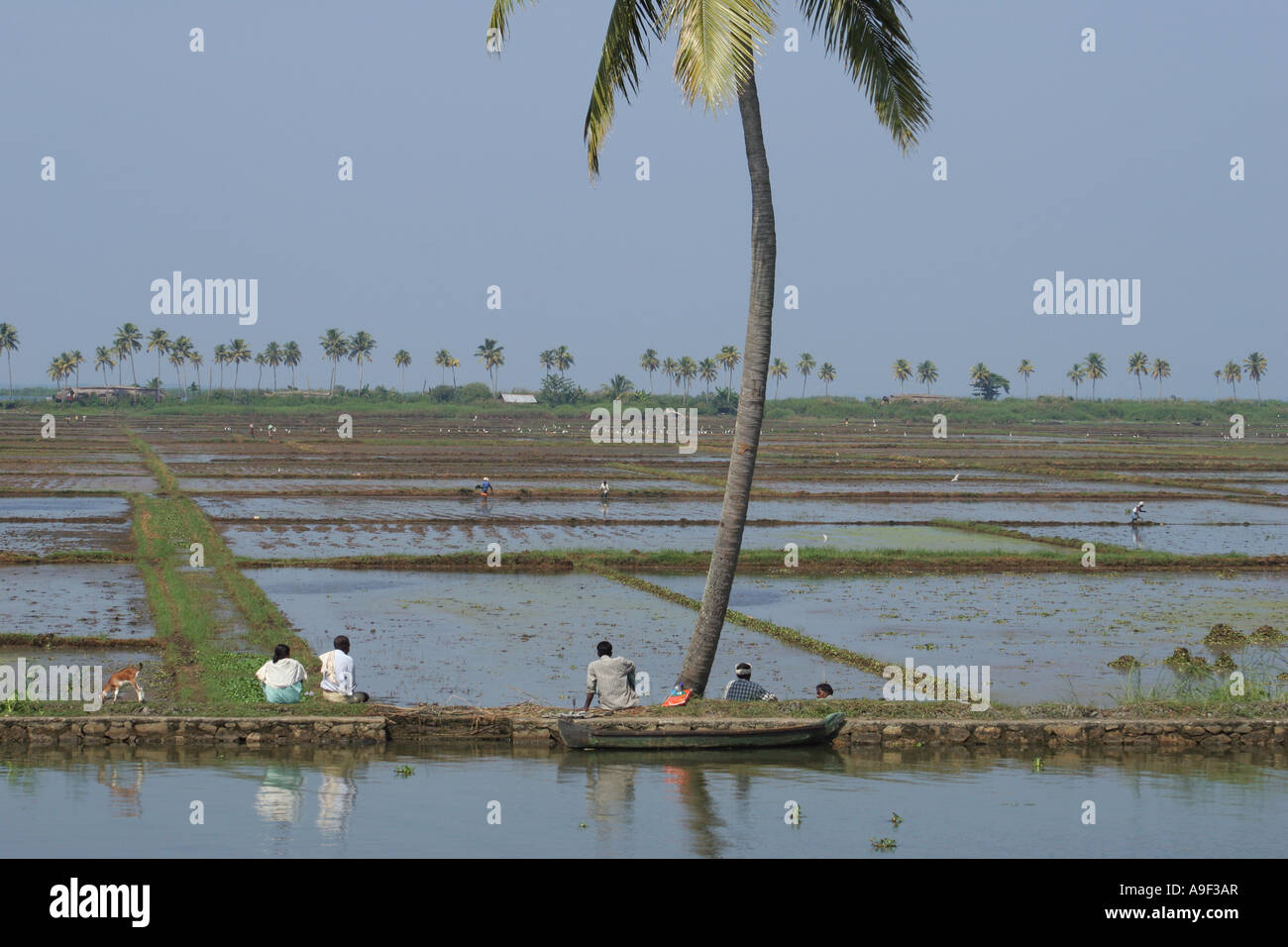 Farmers rest under a palm on the banks between paddy fields and the ...