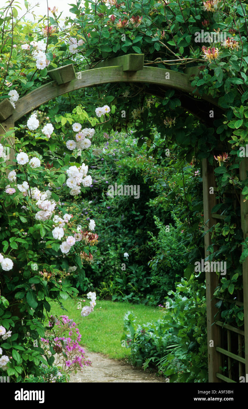 Arch with Rosa Paul s Himalayan Musk and honeysuckle lonicera Stock ...