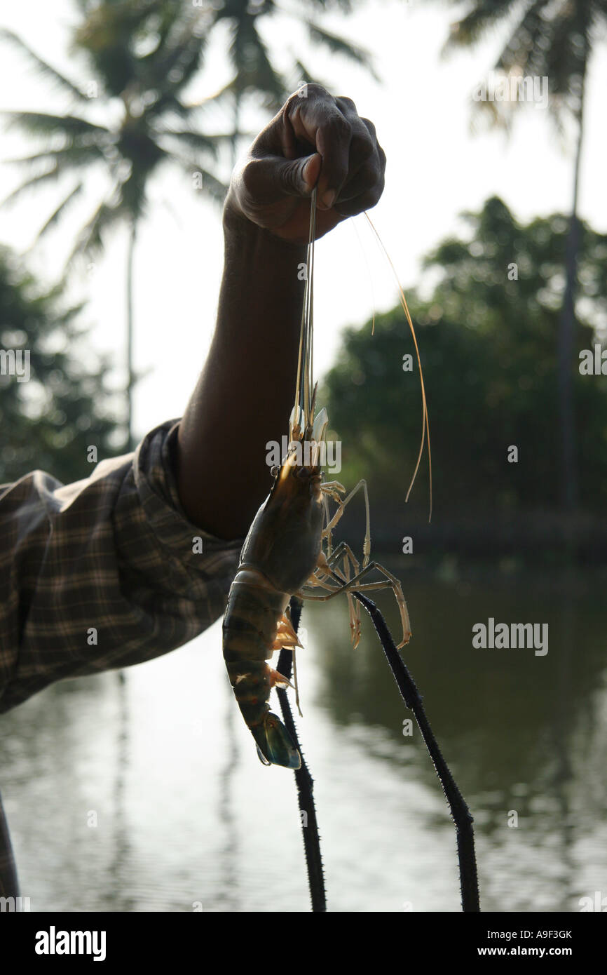 River shrimp estuary hi-res stock photography and images - Alamy