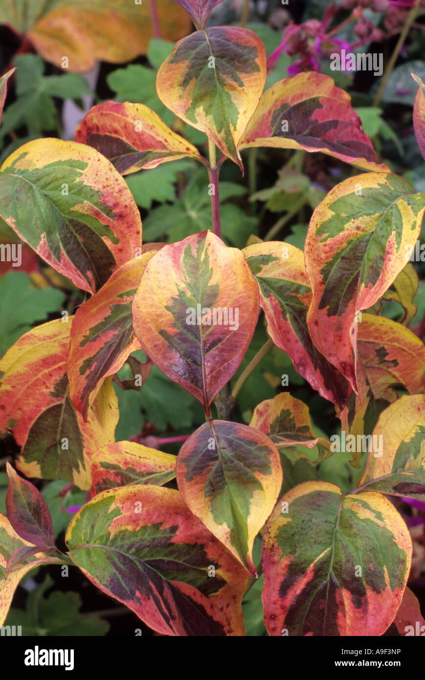 Cornus Florida 'Cherokee Sunset' (Flowering Dogwood), 54% OFF