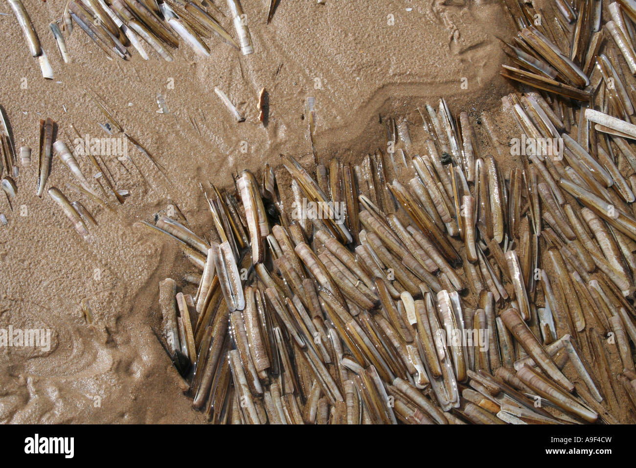Razor shells (Ensis Siliqua) on Titchwell RSPB Reserve, Norfolk Stock ...