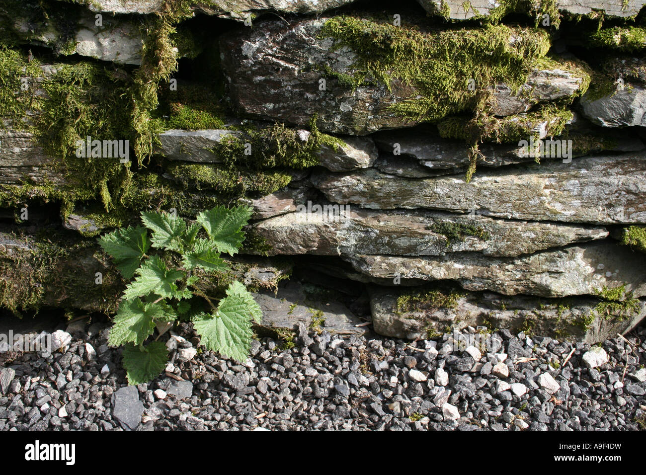 Dry Slate Wall, Penmachno, Nr Betws-Y-Coed, North Wales Stock Photo - Alamy