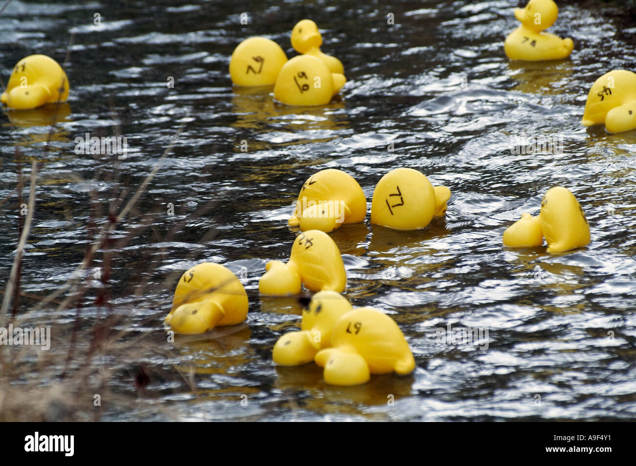 Rubber duck race hi-res stock photography and images - Alamy