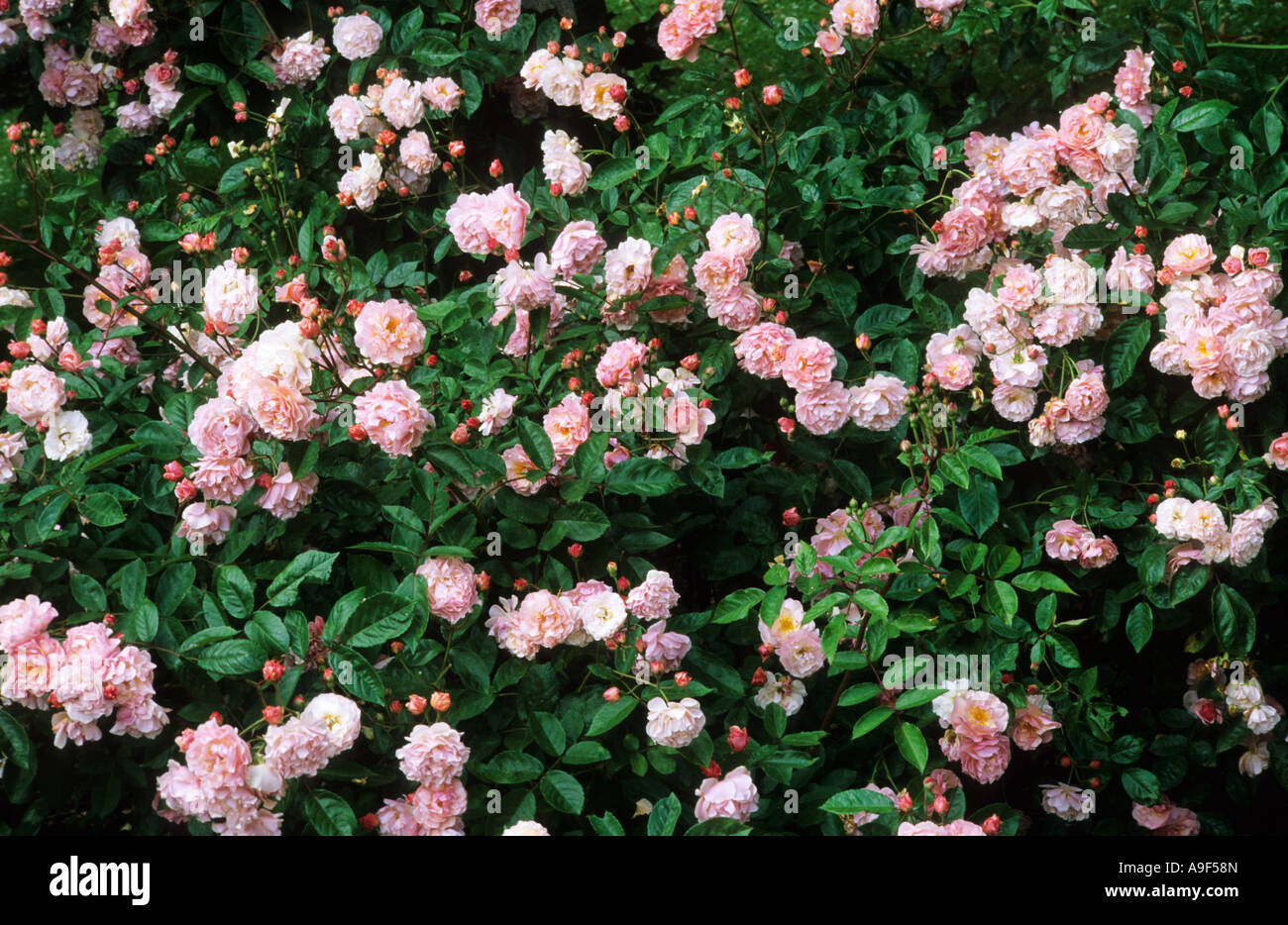 Rosa cornelia rose hi-res stock photography and images - Alamy