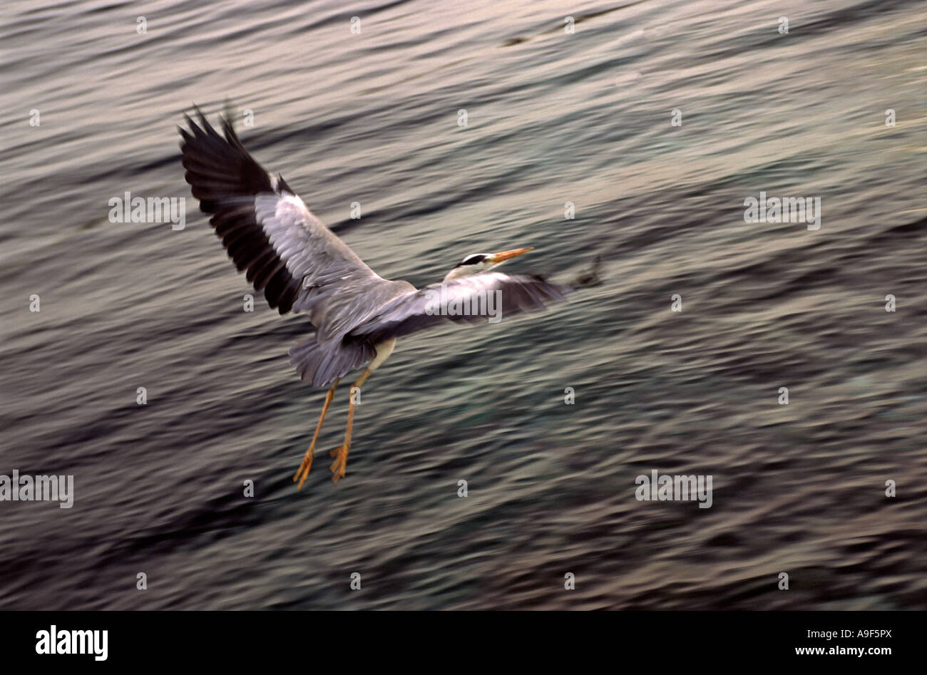 Heron in flight Stock Photo - Alamy