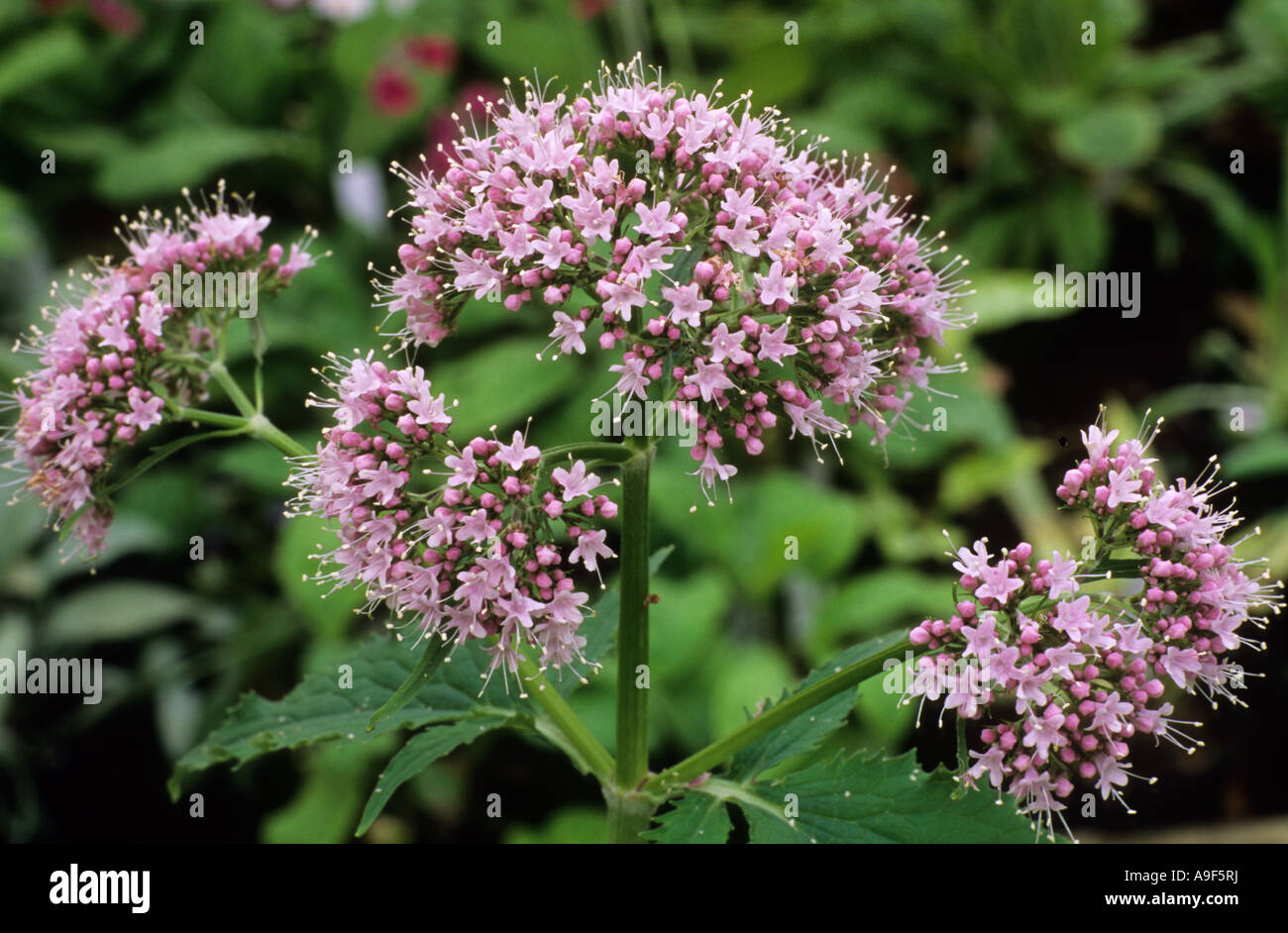 Valeriana pyrenaica, lilac colour flower, garden plant, valerian Stock ...