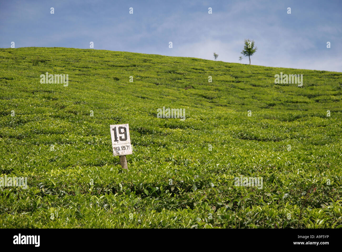 Tea plantation in Munnar, a hill station in the Western Ghats of Kerala ...