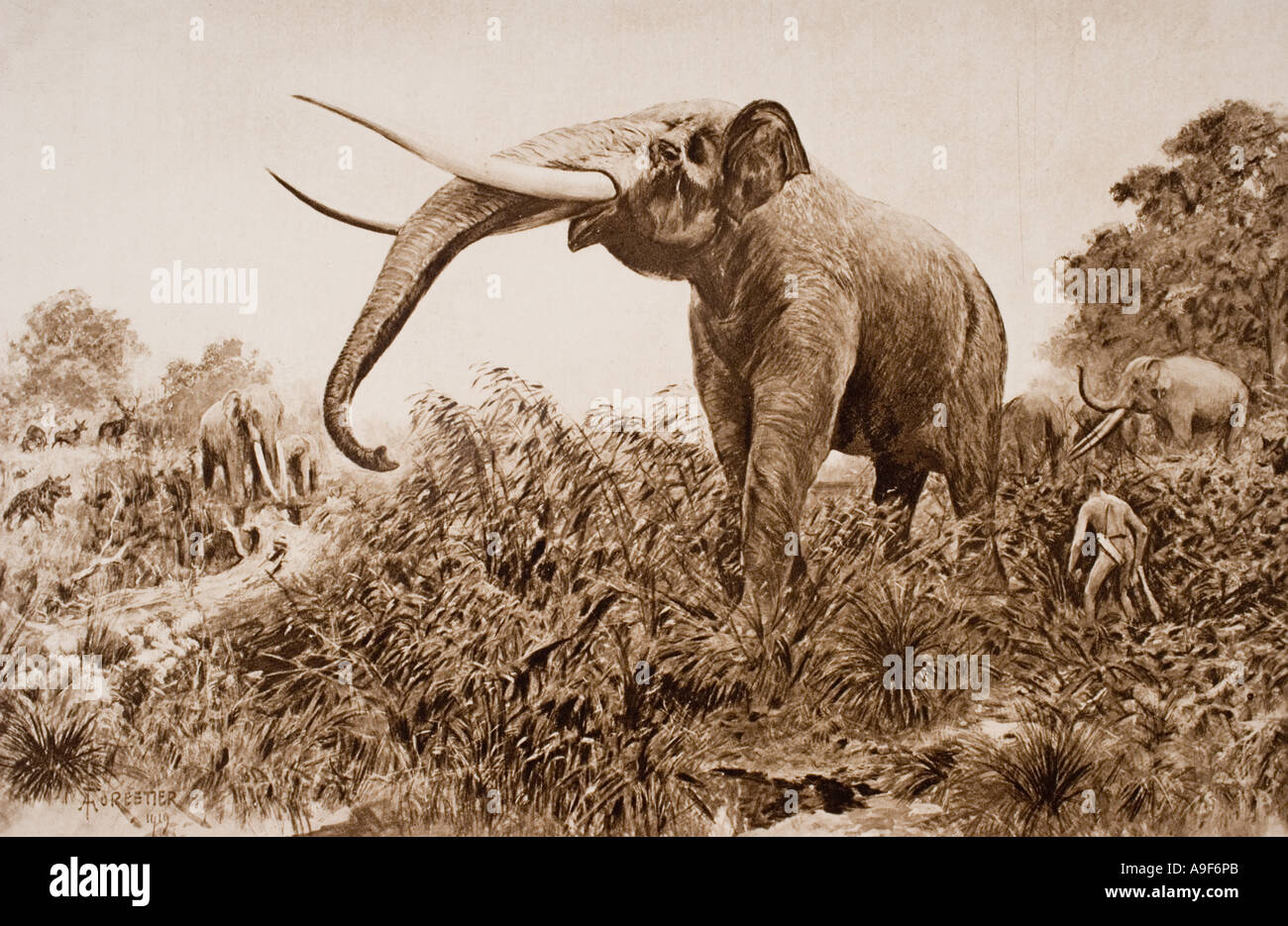 The Chatham Elephant. From fossil remains 400, 000 years old discovered ...