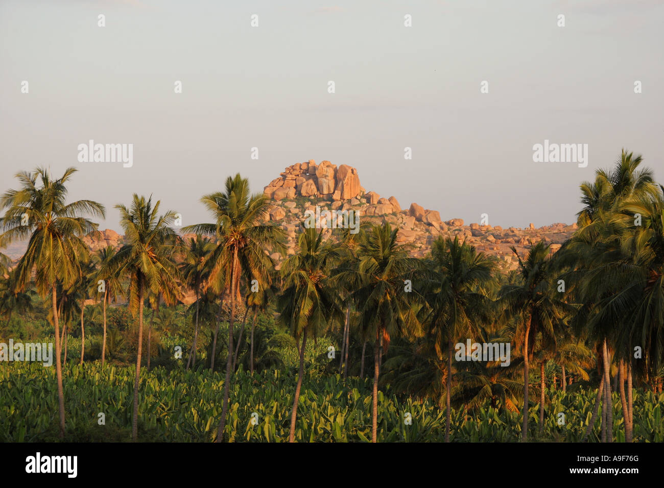 The view across banana plantation to Gandhamadana Hill from Matunga ...