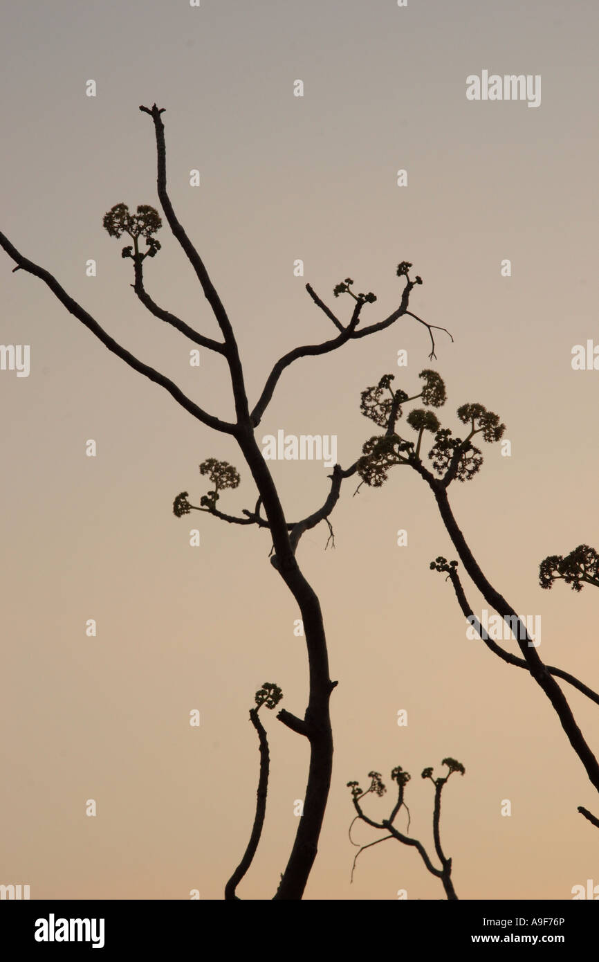 A plant growing at Veerabhadra Temple on Matunga Hill, in the ancient ...