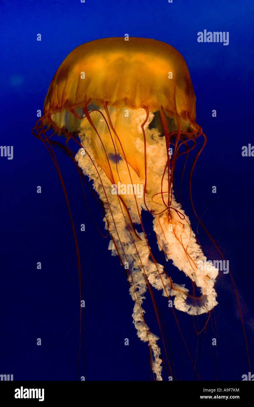 Invertebrates Jellyfish