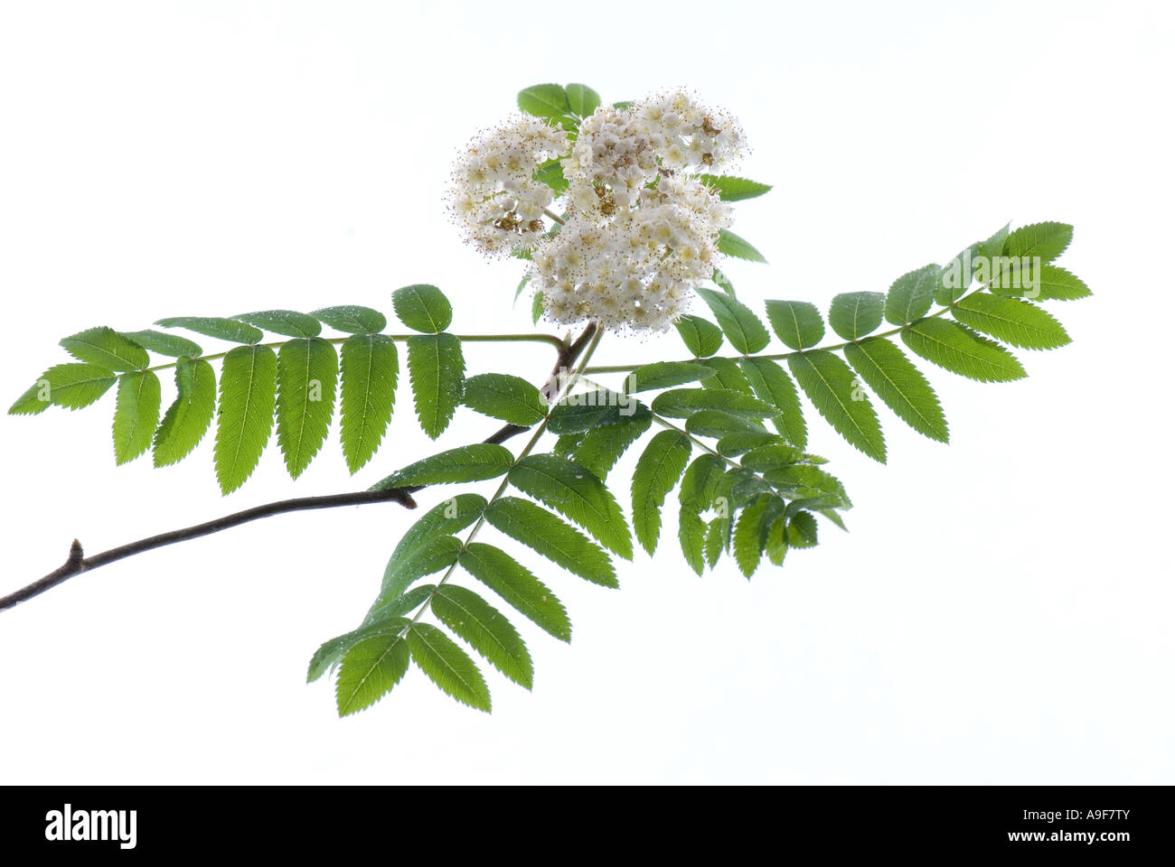 Rowan sorbus aucuparia buds hi-res stock photography and images - Alamy