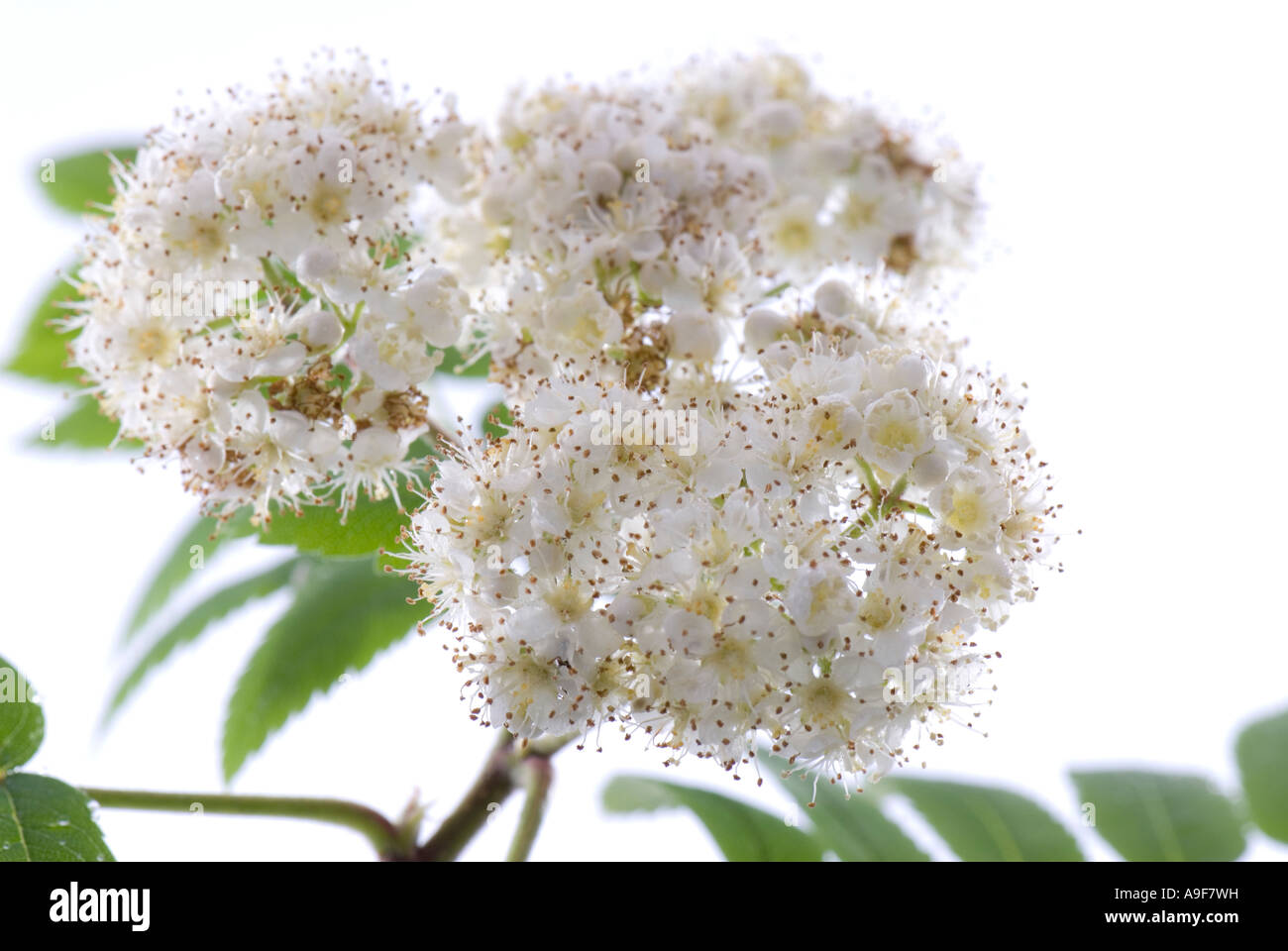 Rowan sorbus aucuparia buds hi-res stock photography and images - Alamy