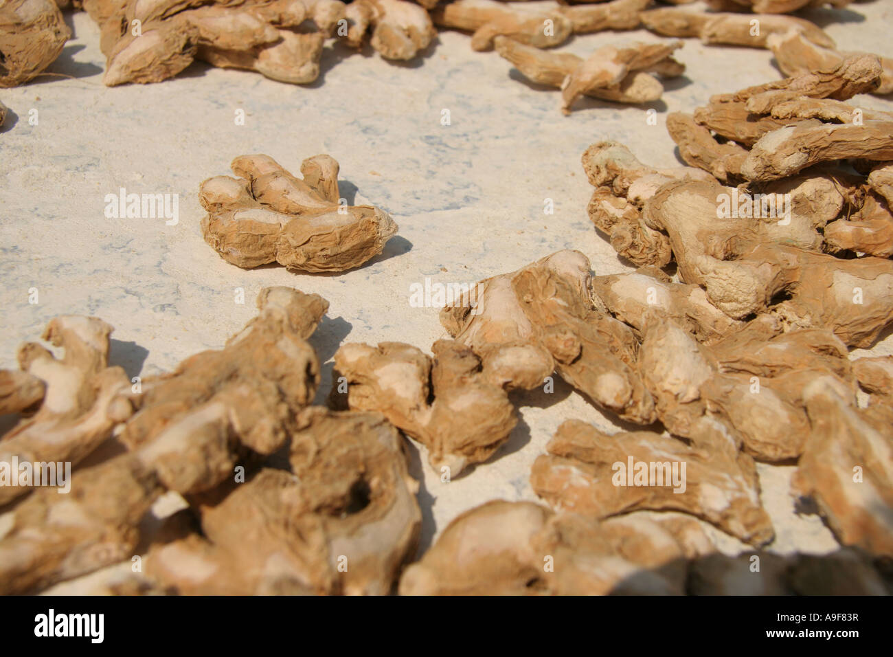 Fresh ginger drying on the floor of a ginger factory in Fort Cochin ...