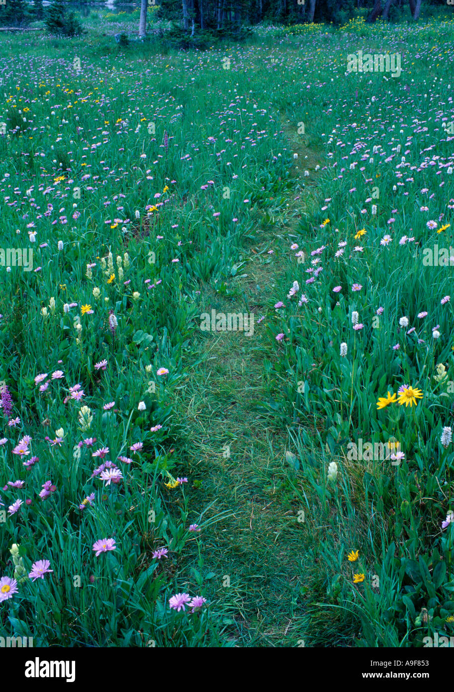 Pathway through wildflower meadow hi-res stock photography and images ...