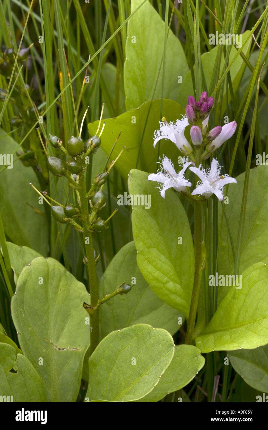 Bogbean Menyanthes trifoliata Stock Photo - Alamy