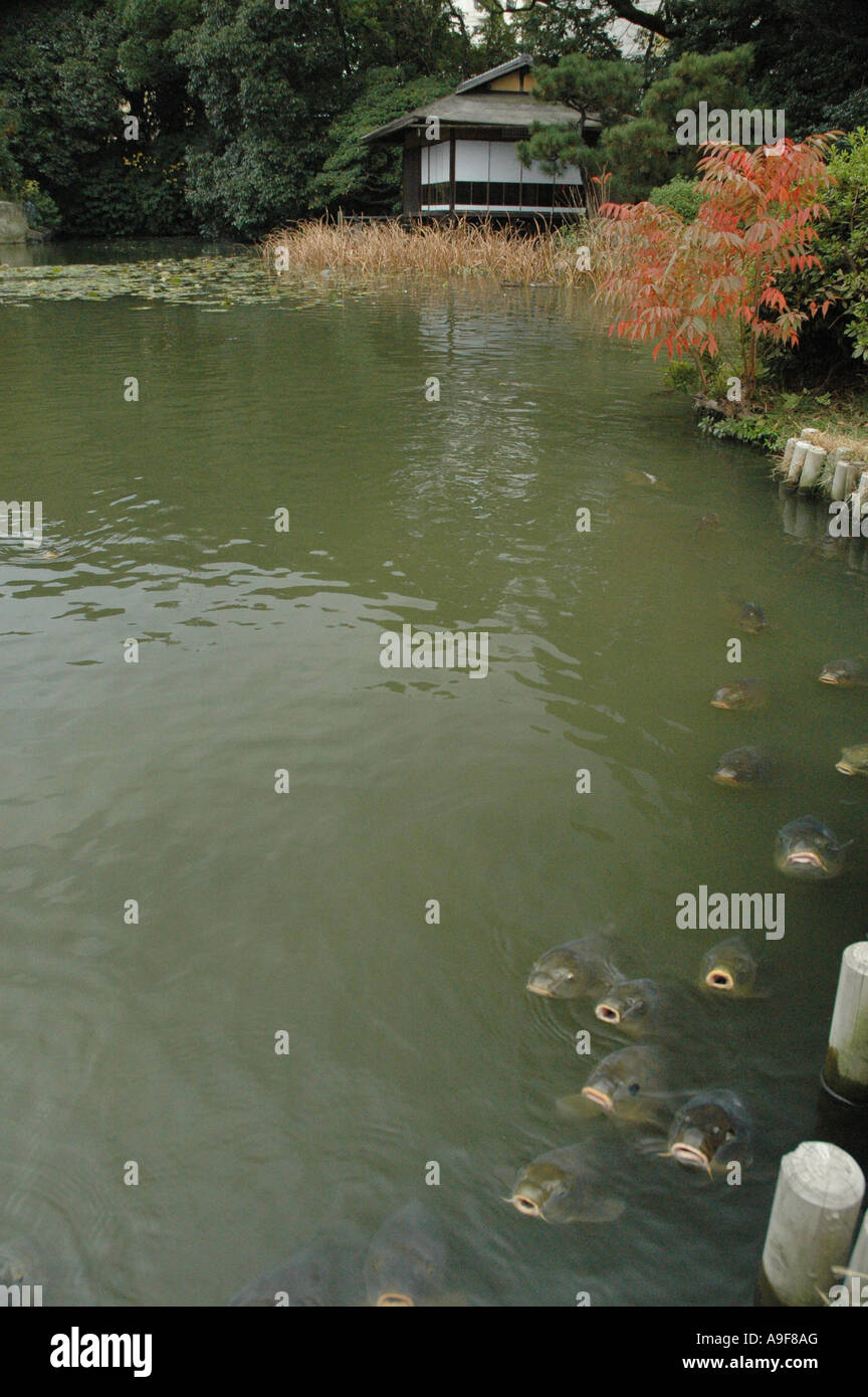 Catfish japan hi-res stock photography and images - Alamy