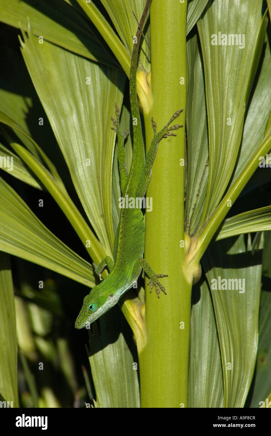 green lizard on Maui, Hawaii Stock Photo - Alamy