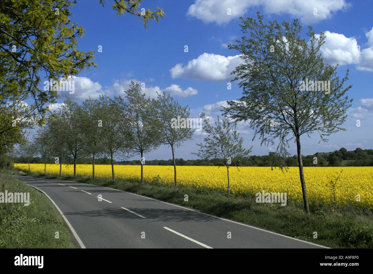 Blue and Yellow Stock Photo - Alamy