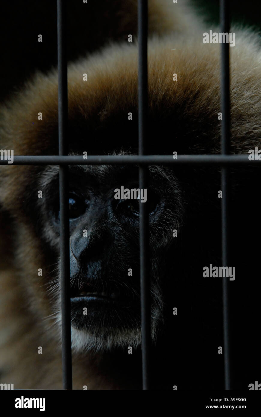 A Gibbon Monkey, in captivity Stock Photo - Alamy