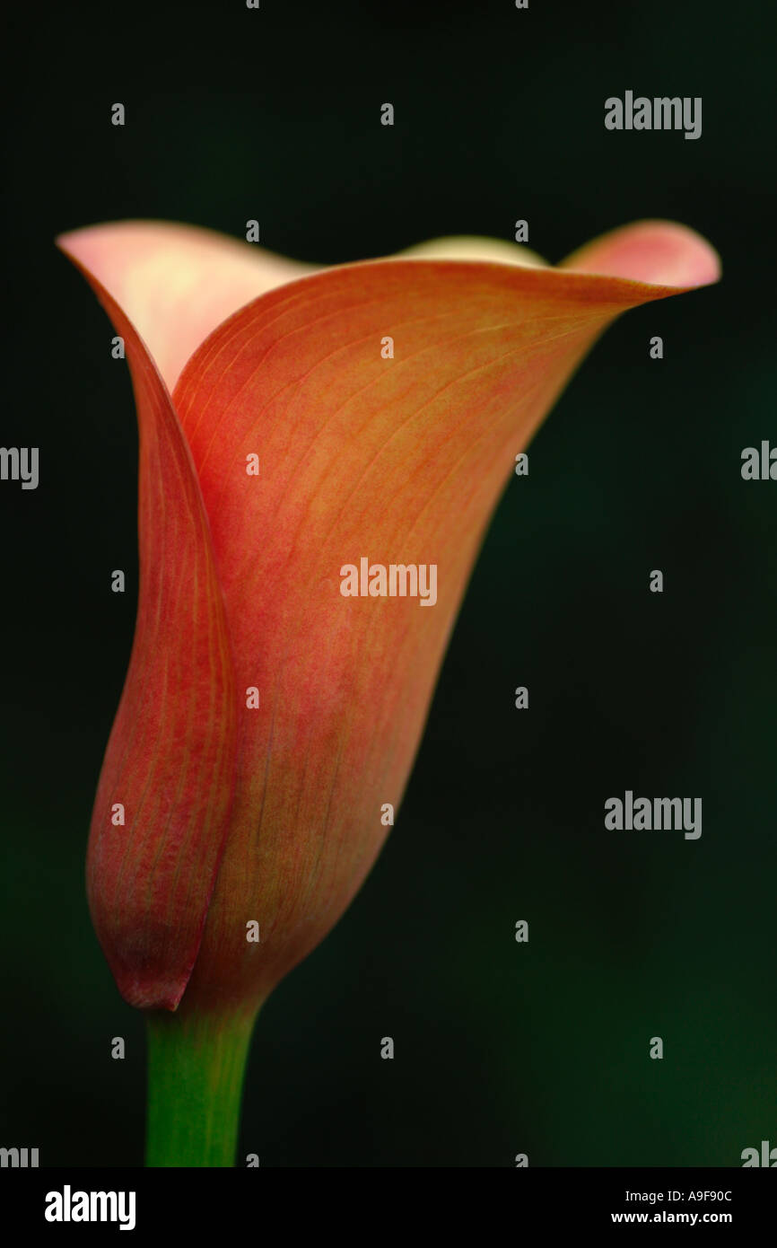 Mango sorbet Calla Lily. Flower symbolic of 6th wedding anniversary ...