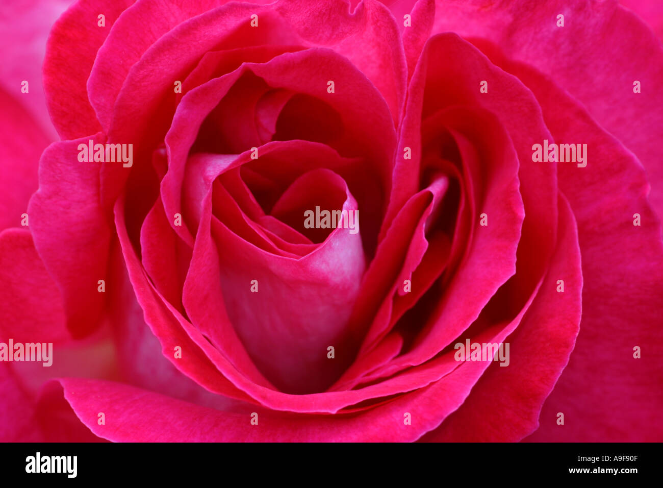 Rich, red heart of open rose Stock Photo - Alamy