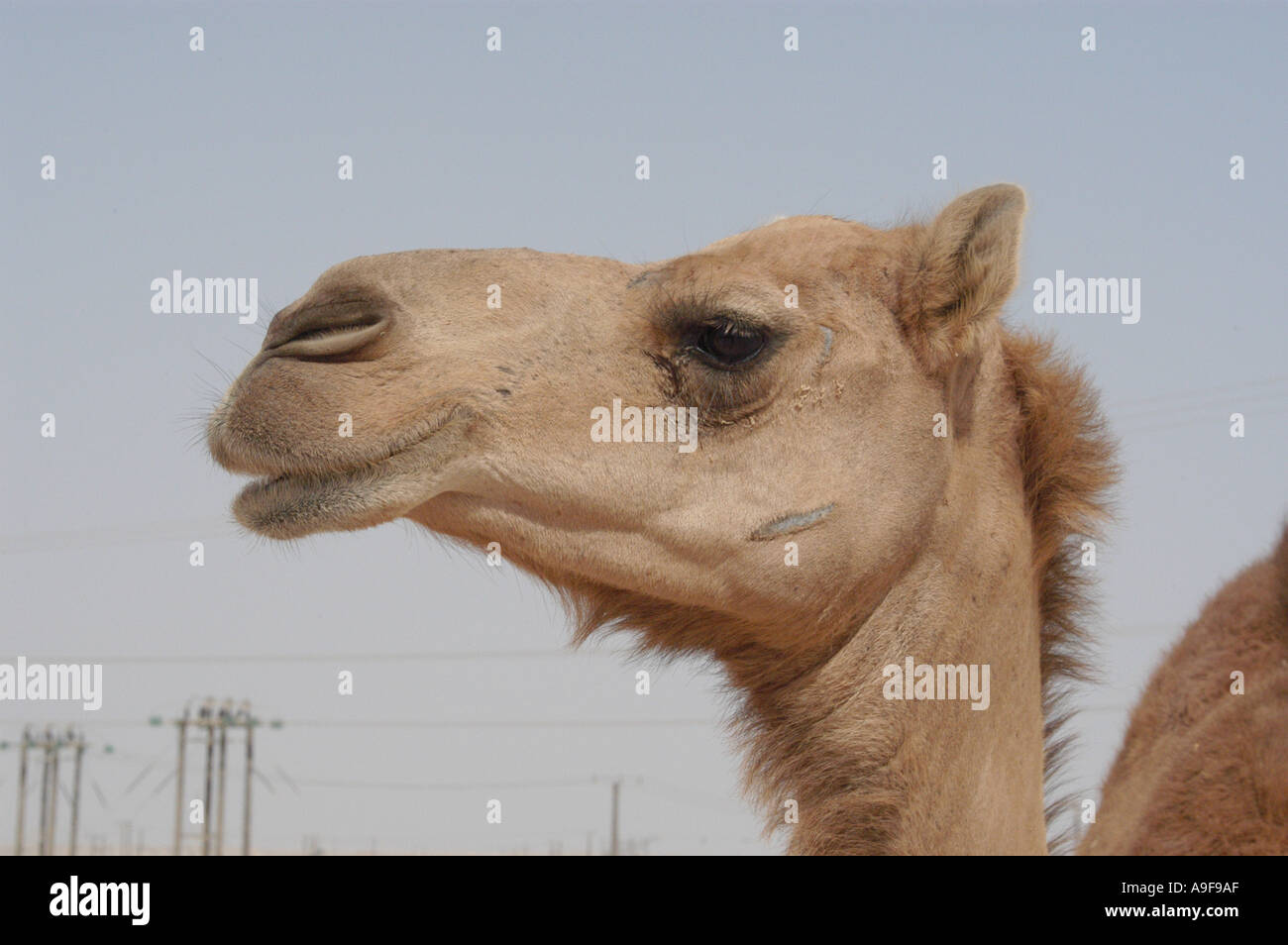 Camels head in Muscat Oman Stock Photo - Alamy