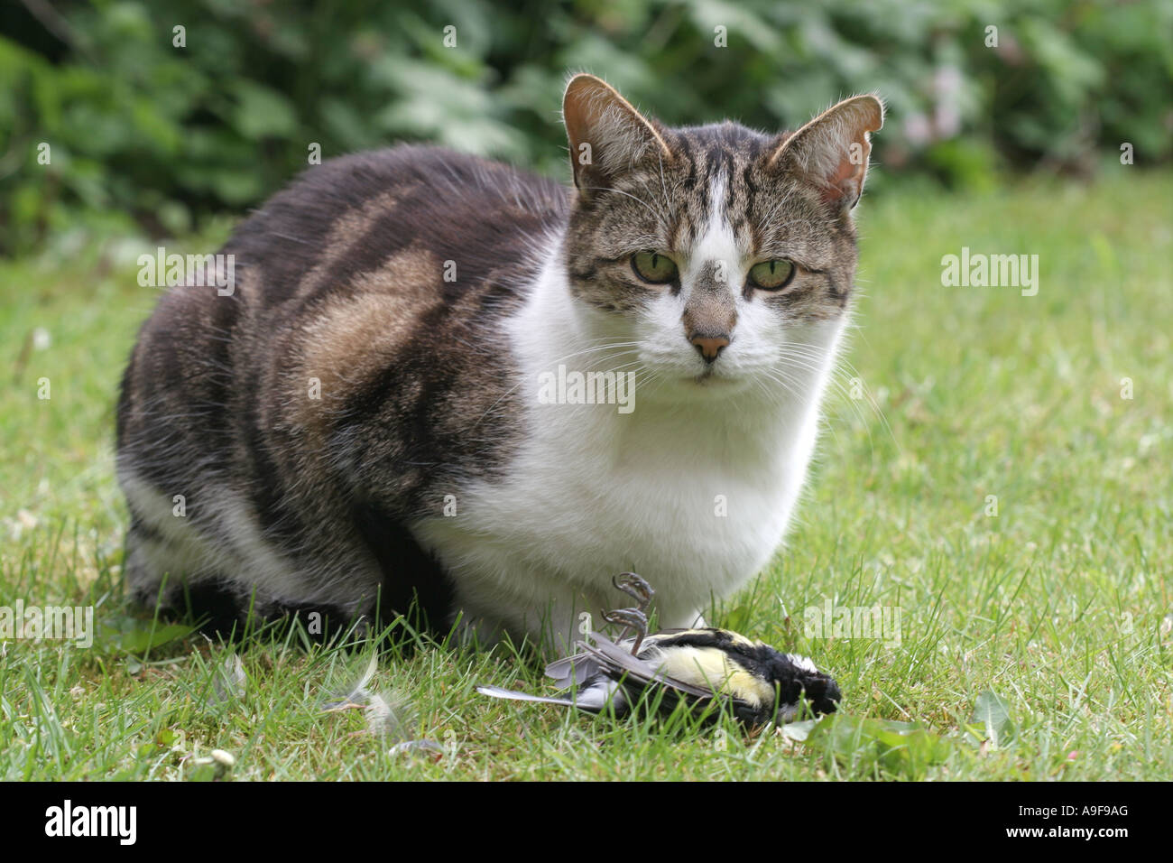 Cat with caught bird Stock Photo - Alamy