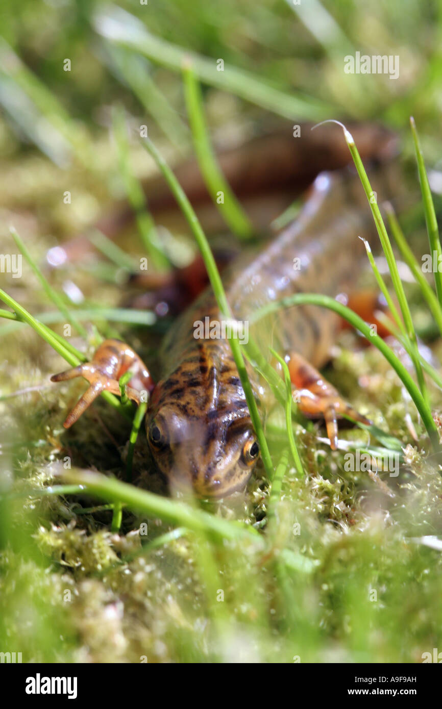 European common newt hi-res stock photography and images - Alamy