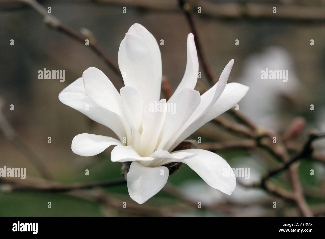 Magnolia stellata rosea hi-res stock photography and images - Alamy
