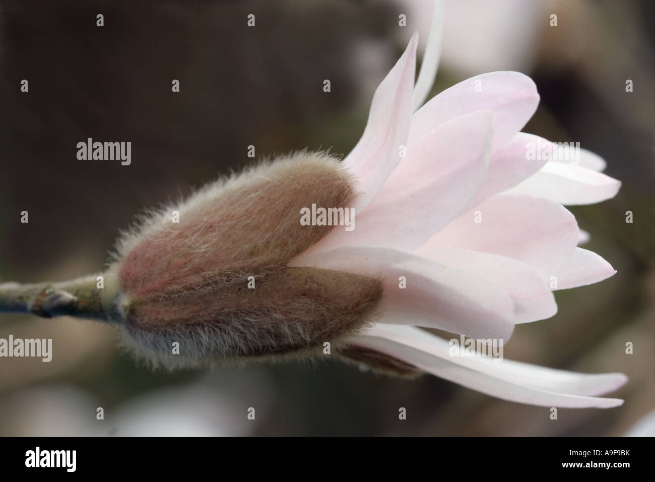Star Magnolia - Magnolia stellata Rosea Stock Photo - Alamy