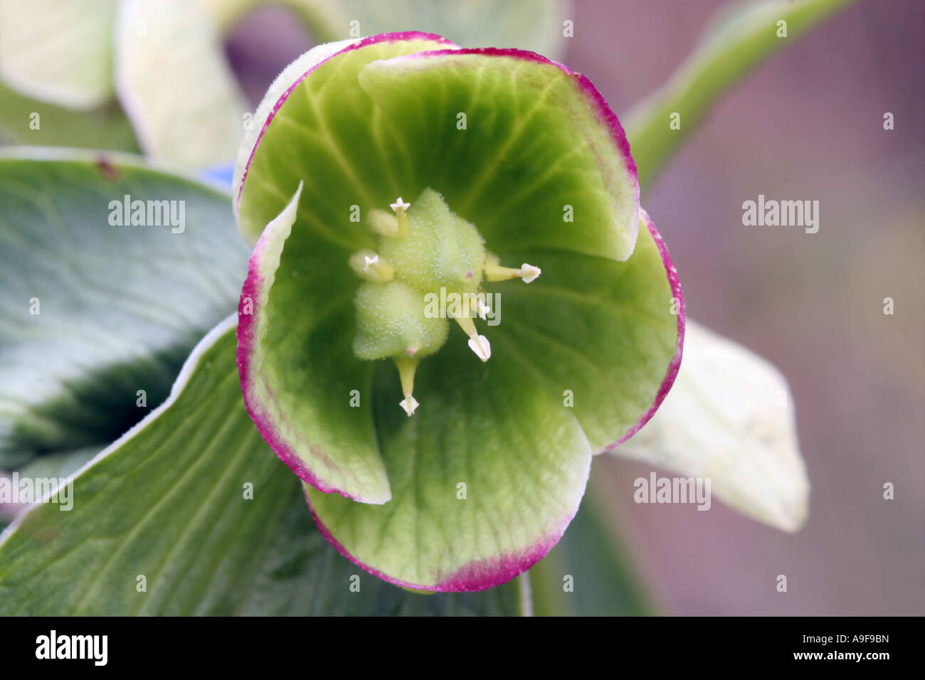 Stinking hellebore Helleborus foetidus Stock Photo - Alamy