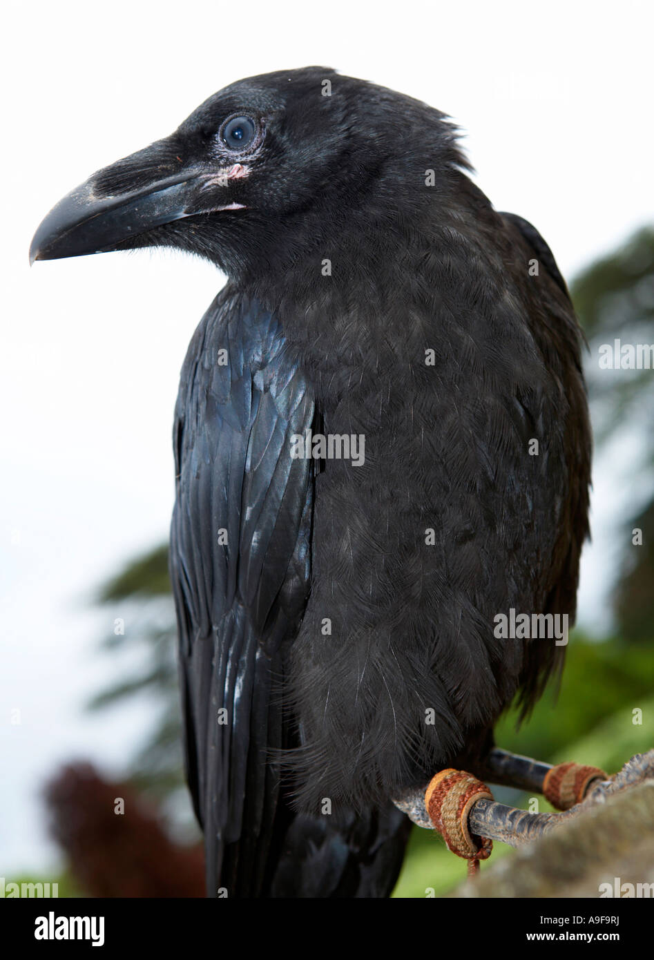 Common Raven Up close and personal Stock Photo - Alamy