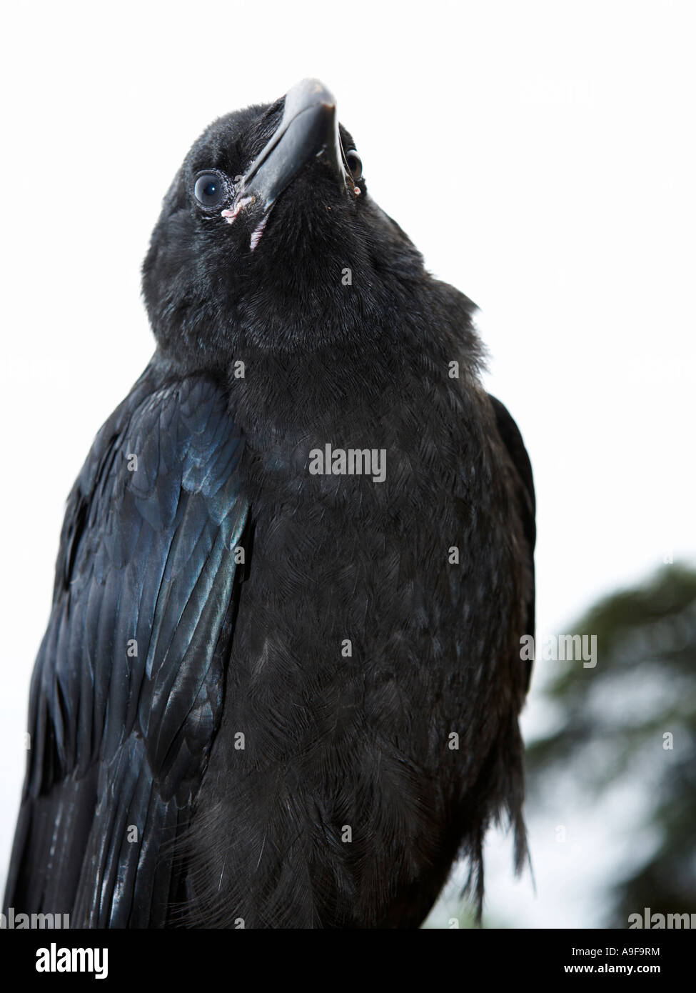 Hitchcock head hi-res stock photography and images - Alamy