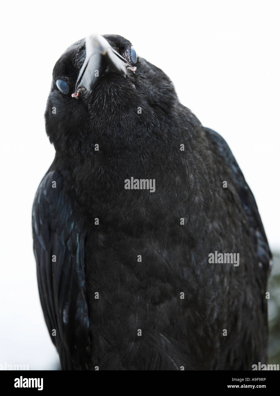 Common Raven Up close and personal Stock Photo - Alamy