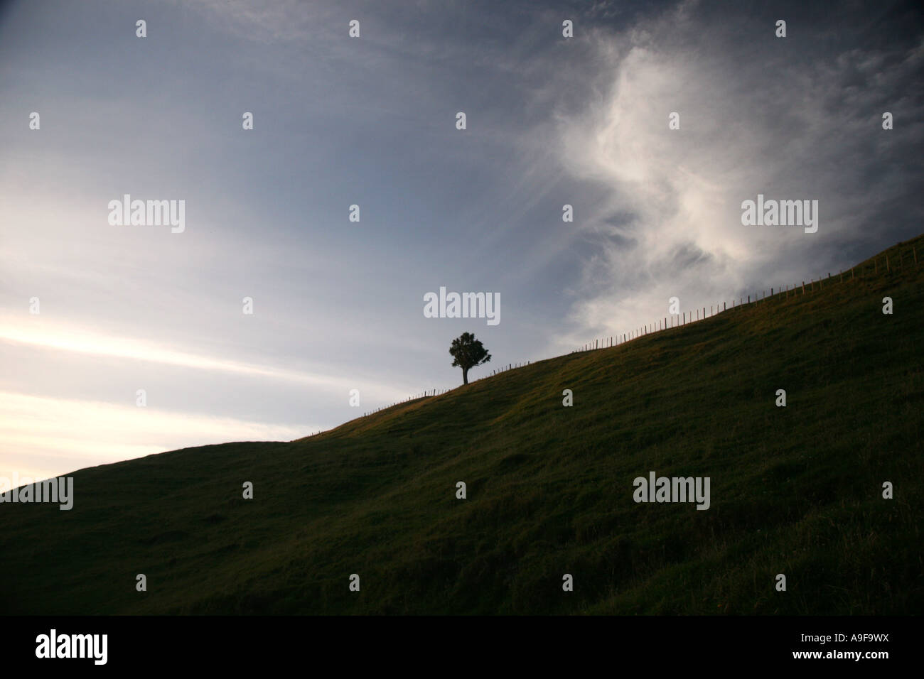 Single exposed Cabbage Tree perched on the top of a hill next to ...