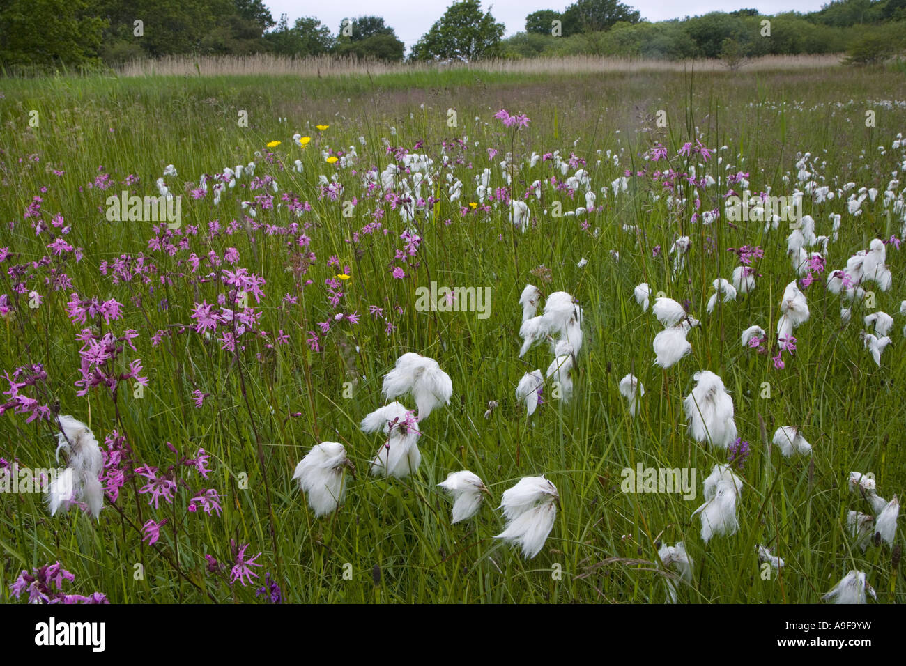 Ragged Robin & Cotton Grass Norfolk June Stock Photo - Alamy