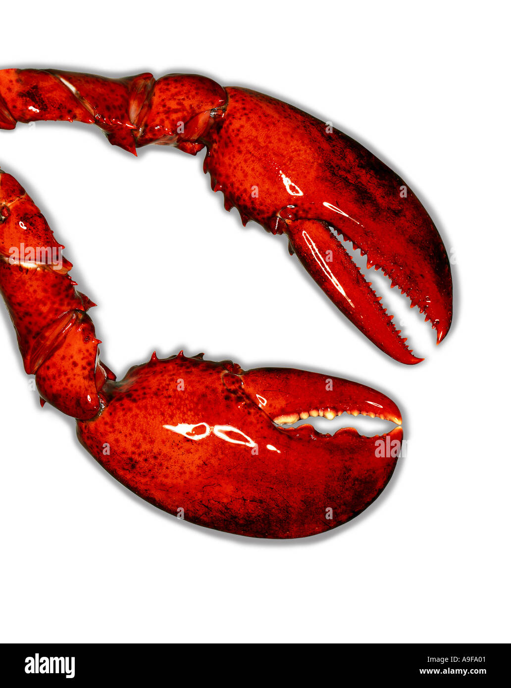red lobster claws on white background Stock Photo - Alamy