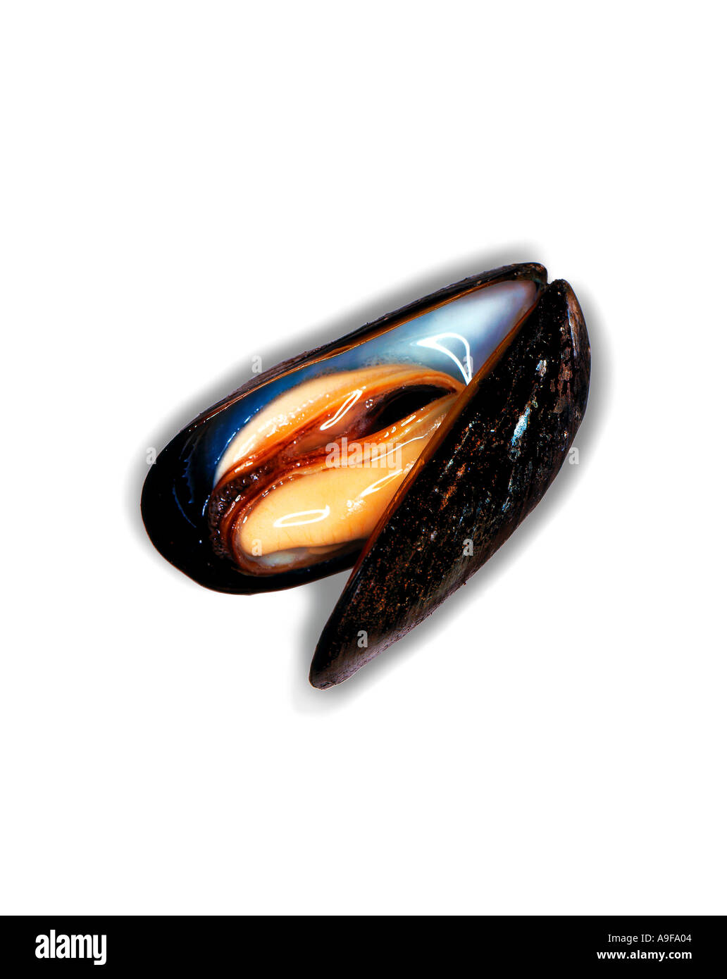 cooked open muscle on white background Stock Photo - Alamy